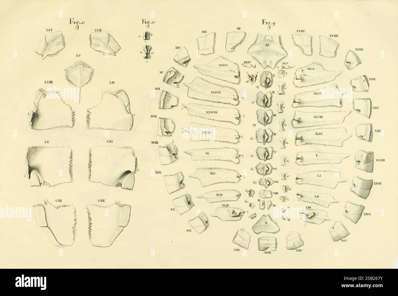 Representing specimens hi-res stock photography and images - Alamy