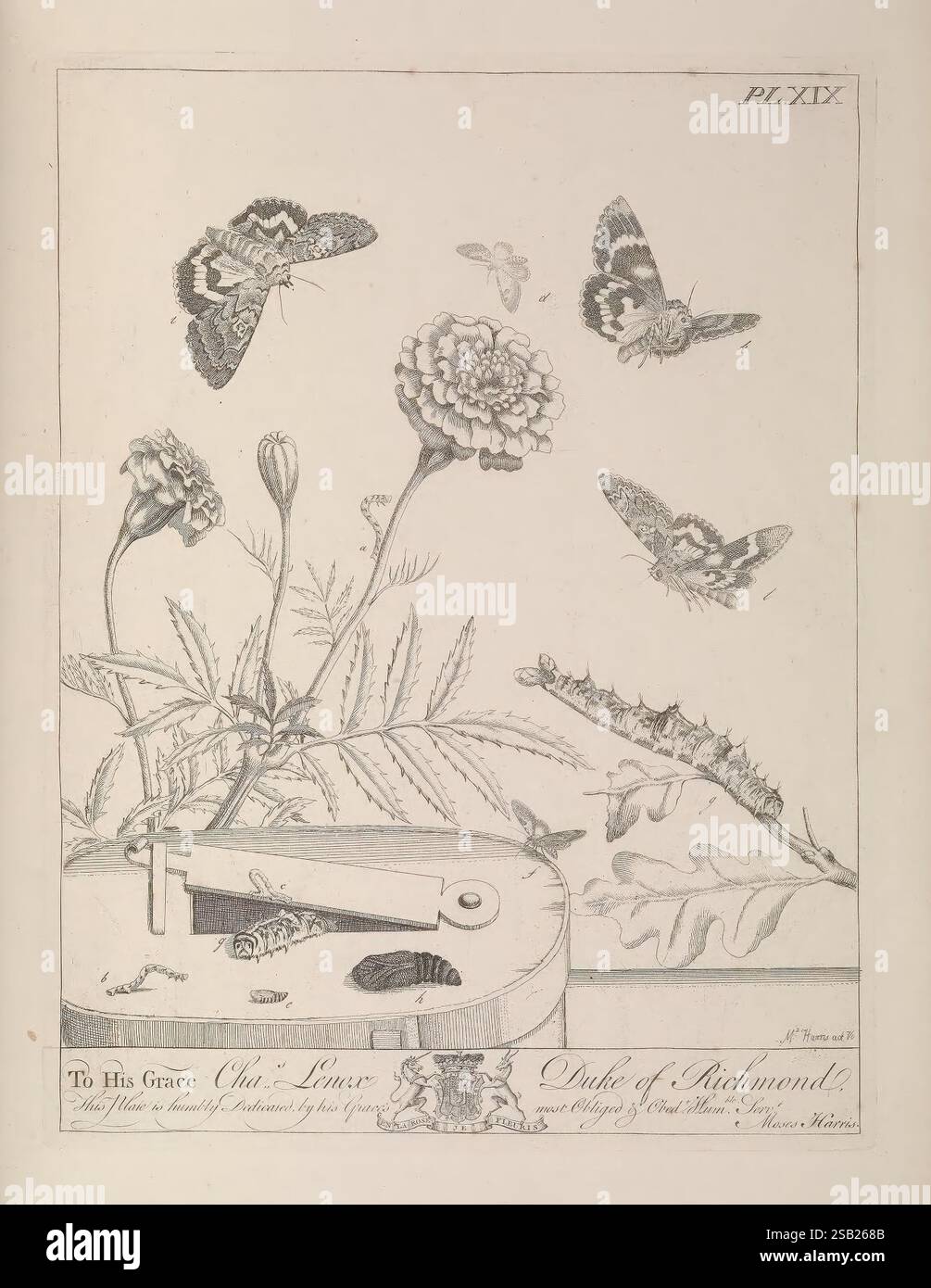 Winged insects flit hi-res stock photography and images - Alamy