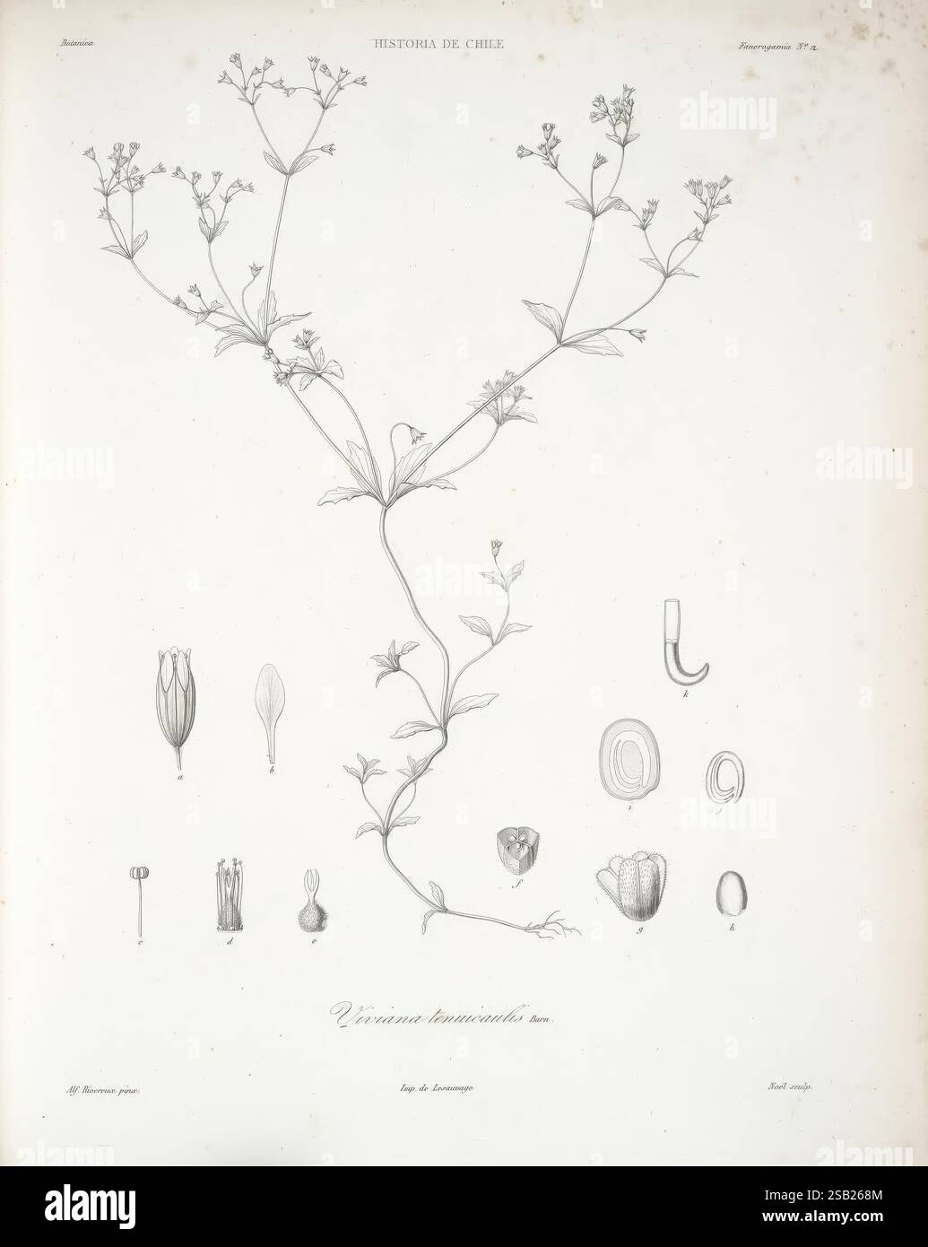 Historia Fisica y Politica de Chile Segun Documentos Adquiridos en Esta ...