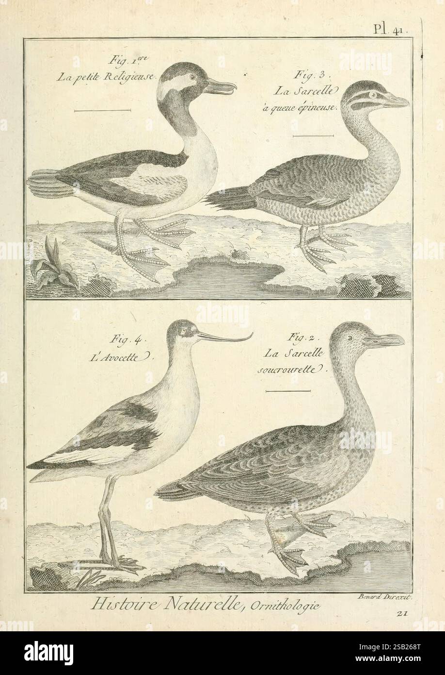 Illustration features two petite birds hi-res stock photography and ...