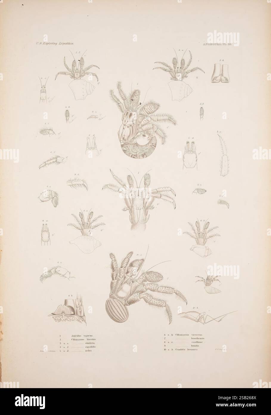 Crustacea, Philadelphia, Printed by C. Sherman, 1852-55 [i. e. 1861 ...