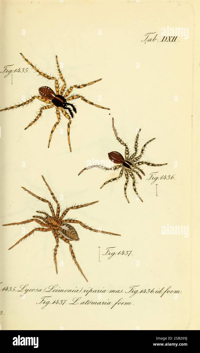 Rounder abdomen hi-res stock photography and images - Alamy