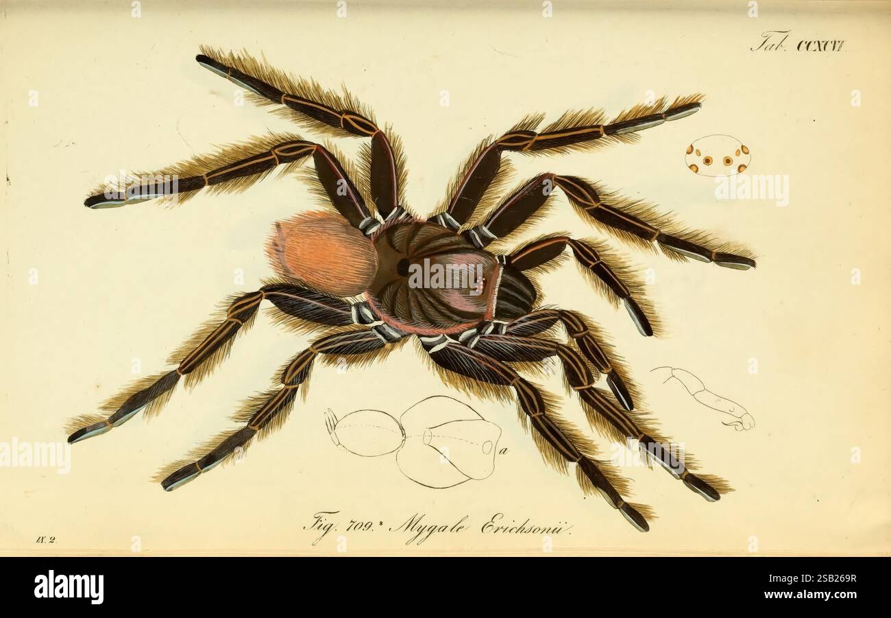 Spiders reproductive features hi-res stock photography and images - Alamy