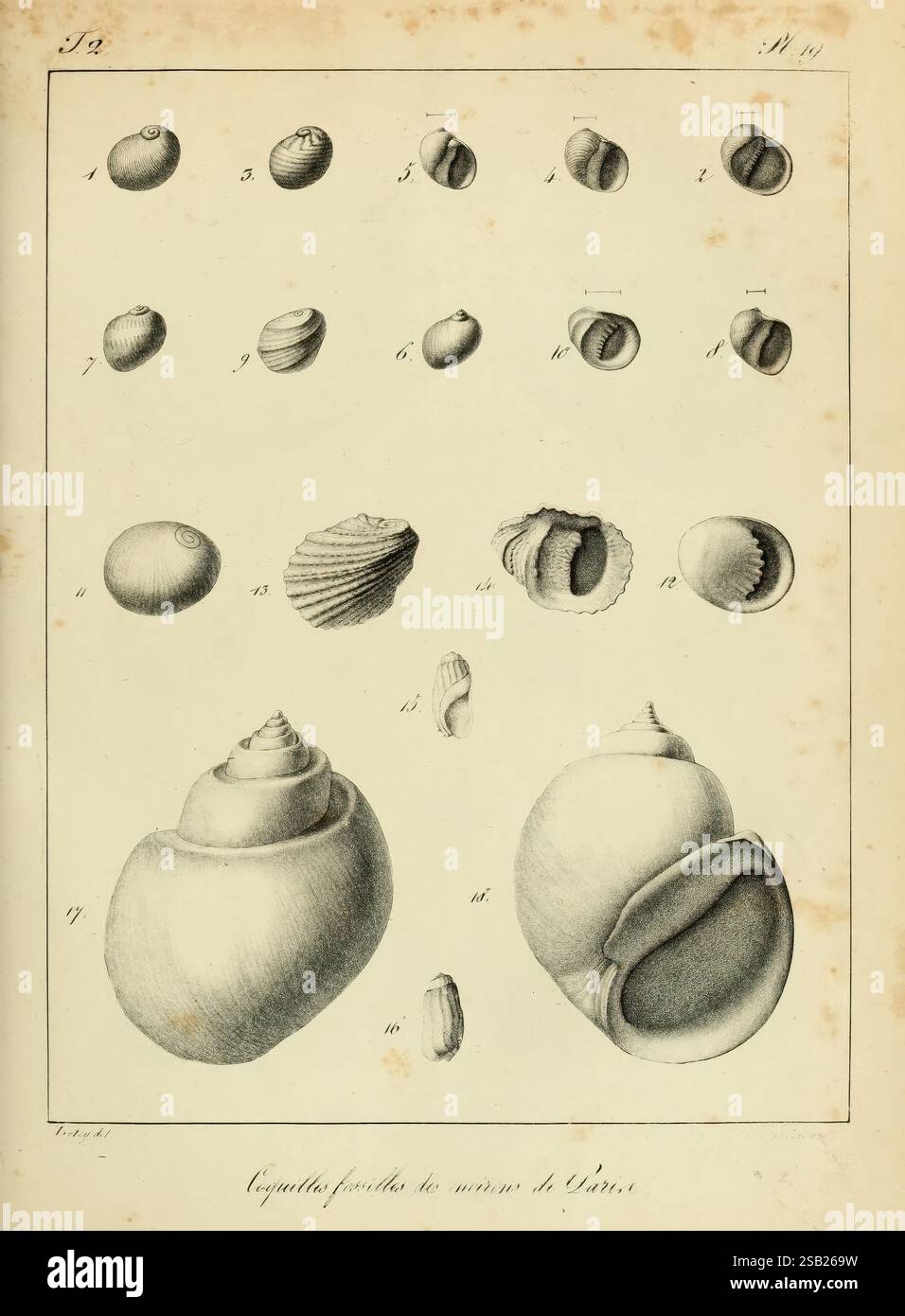 Of biodiversity within bivalves hi-res stock photography and images - Alamy