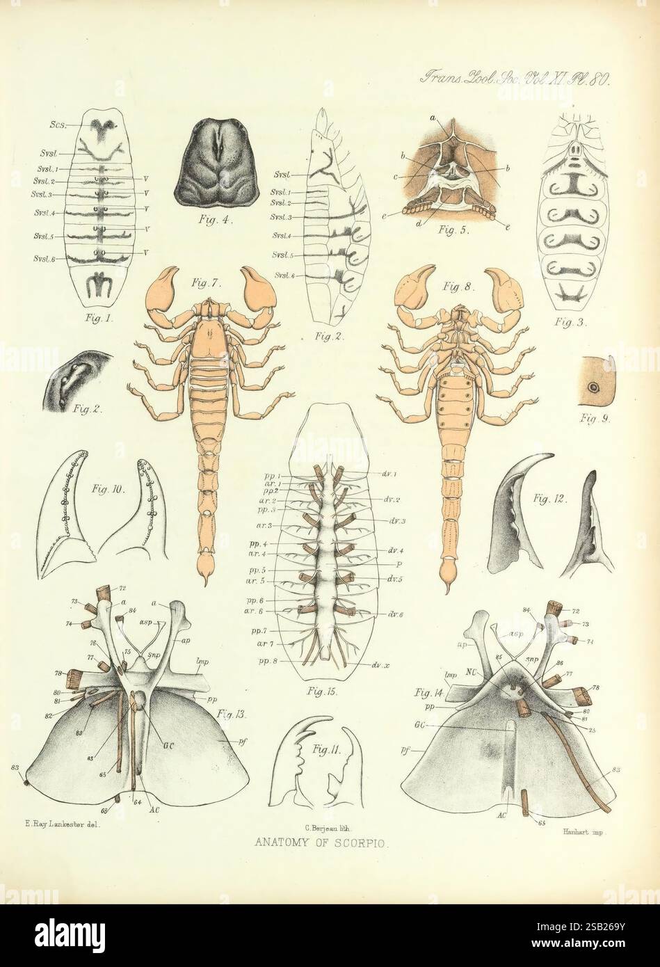 On the muscular and endoskeletal systems of Limulus and Scorpio, n.p ...