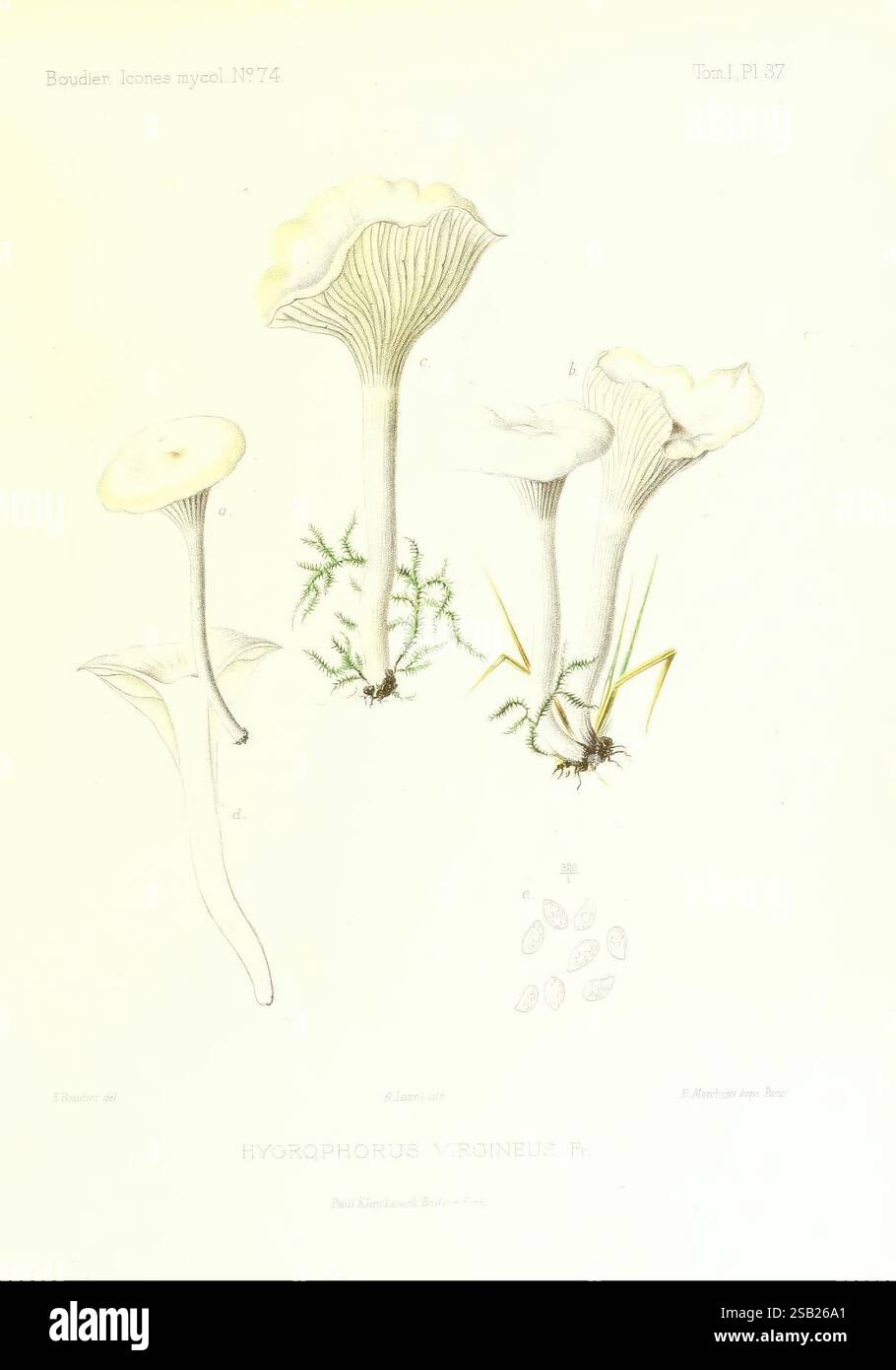 Sturdier forms hi-res stock photography and images - Alamy