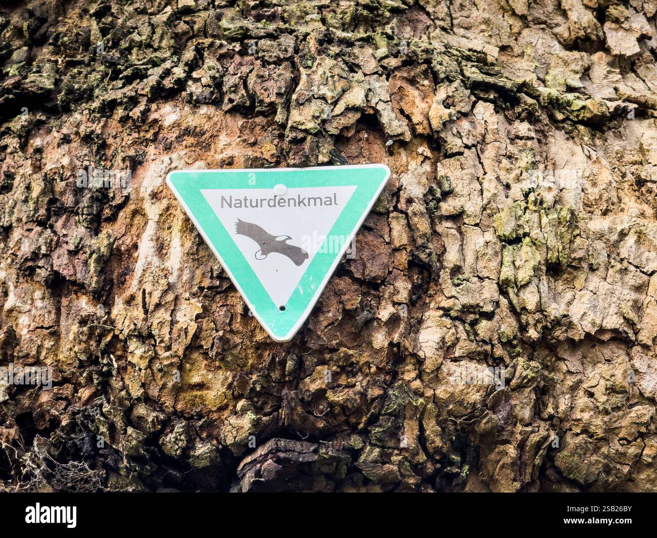 Ein alter Baum mit einem Schild Naturdenkmal in einem Park in Hilden ...