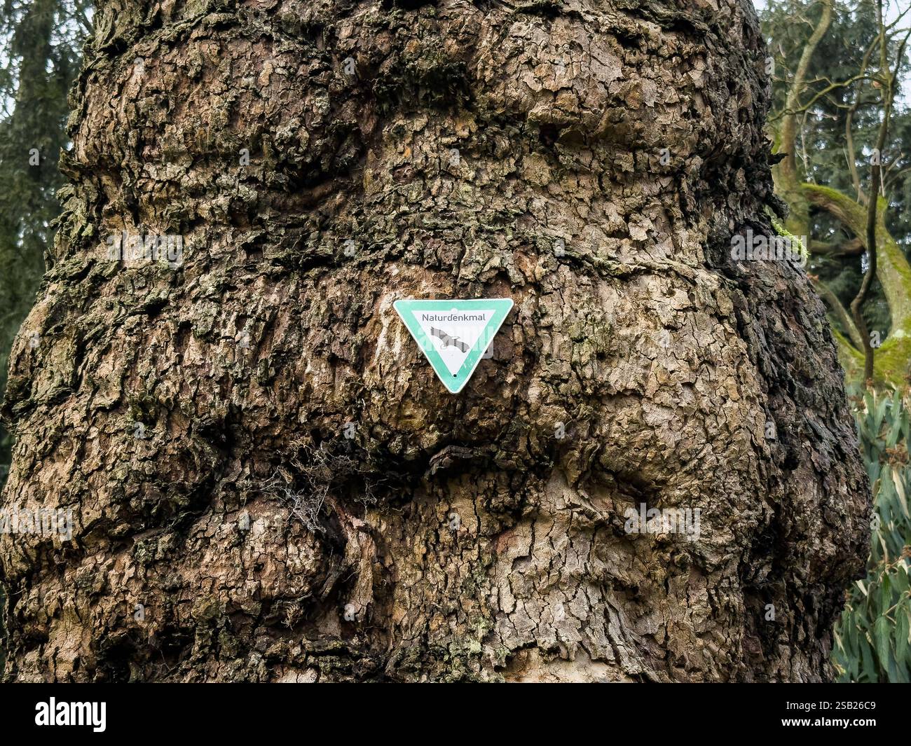 Ein alter Baum mit einem Schild Naturdenkmal in einem Park in Hilden ...