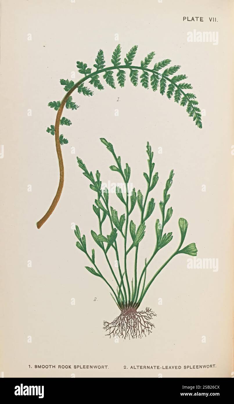 British ferns, London, Gibbings, 1903, filices, Great Britain, ferns ...