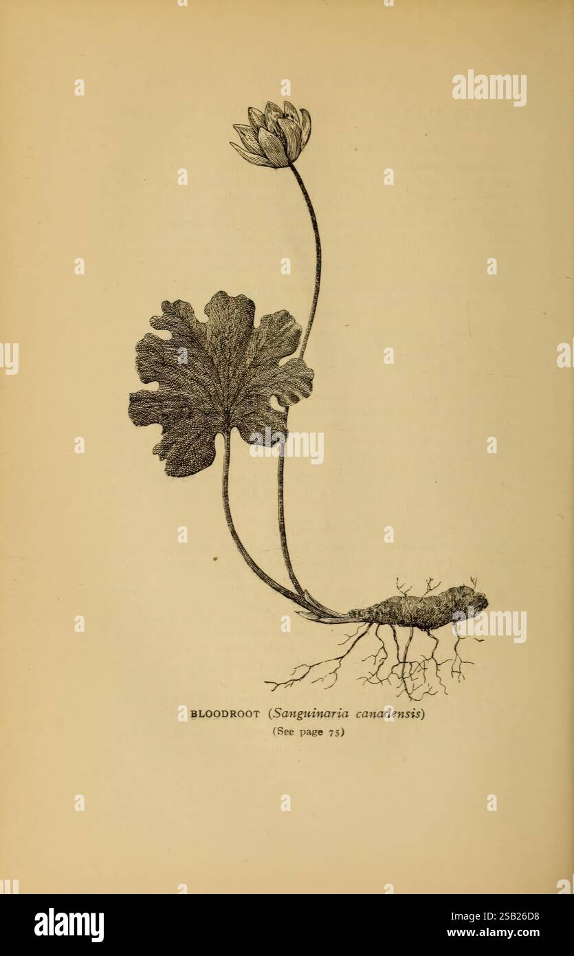 Harper's guide to wild flowers, New York, 1912, United States ...