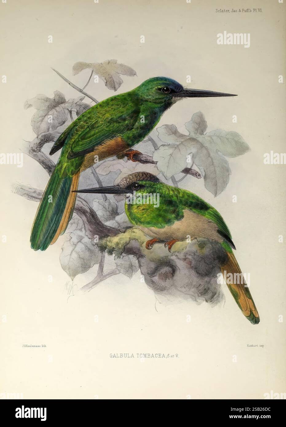 Artwork features two vibrant birds perched hi-res stock photography and ...