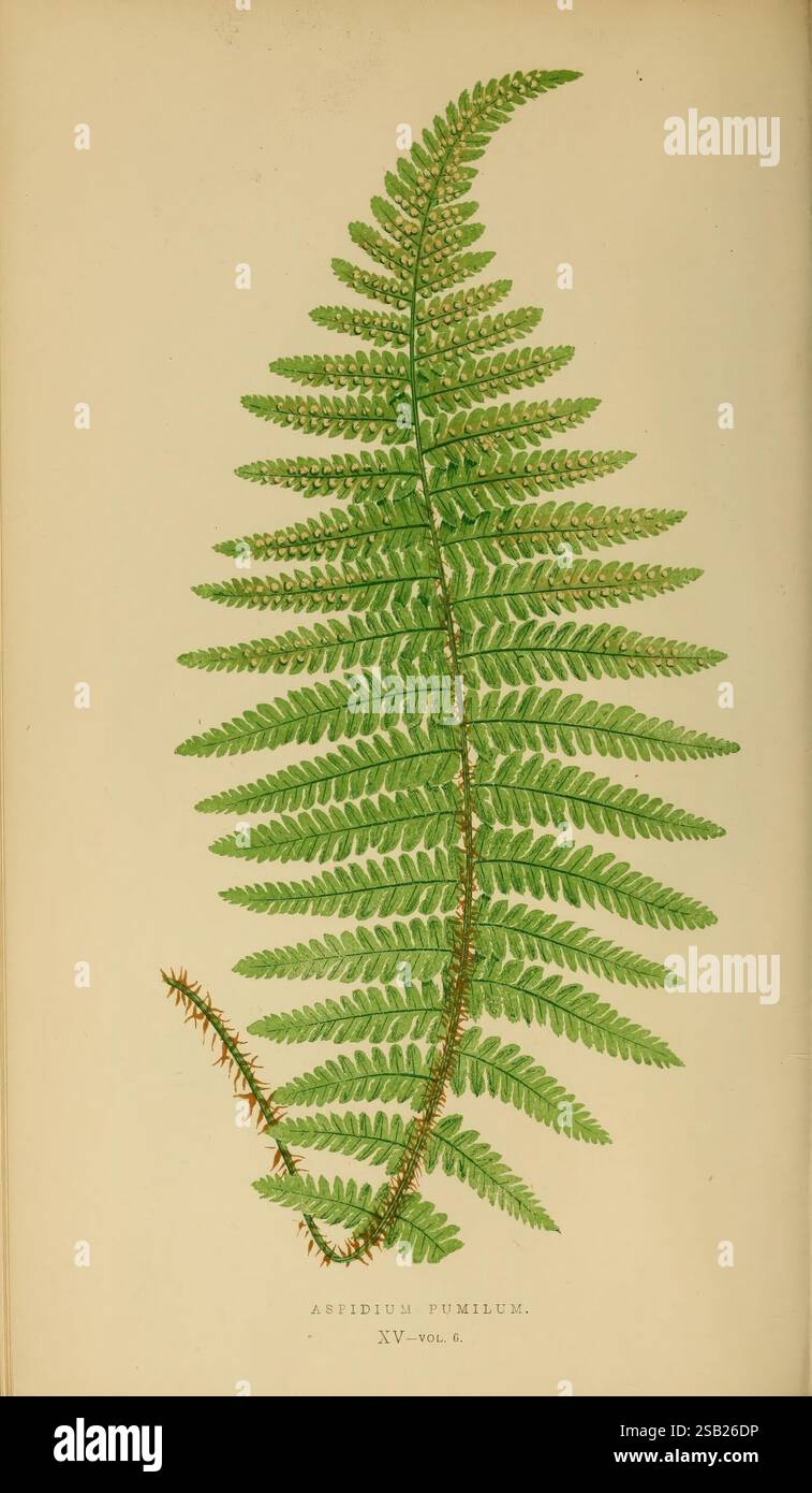 Aspidium pumilum hi-res stock photography and images - Alamy