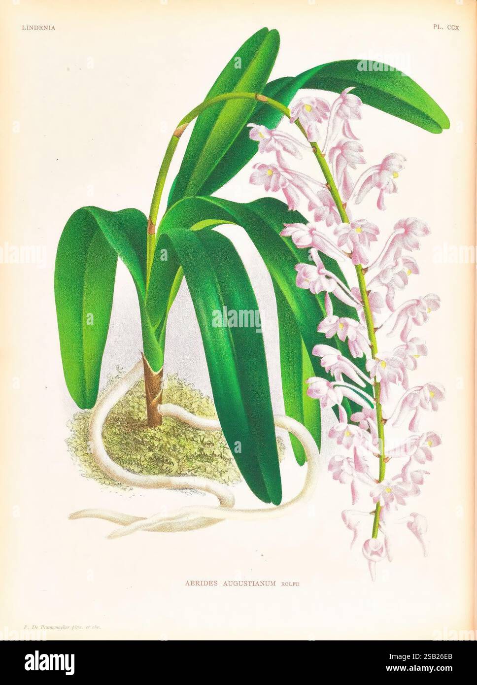 Lushness typical hi-res stock photography and images - Alamy