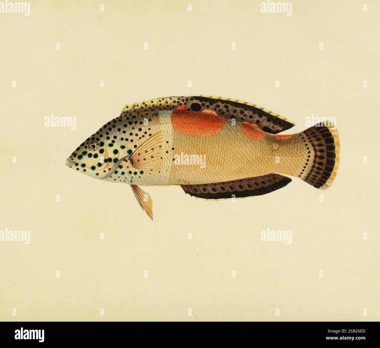 Remarkable representation of marine anatomy hi-res stock photography ...