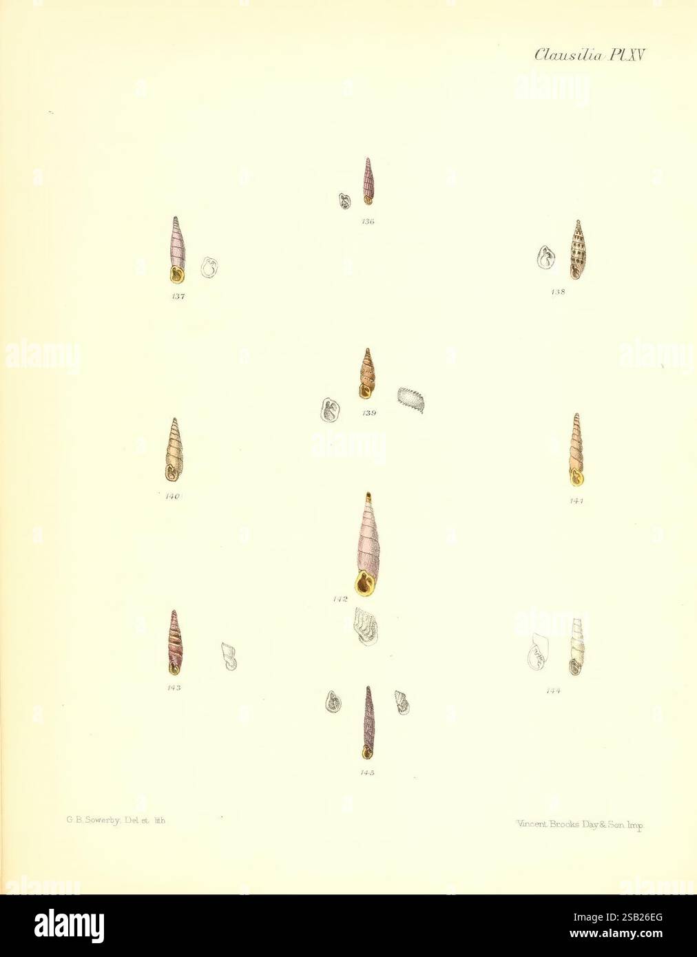 Less defined shells add hi-res stock photography and images - Alamy