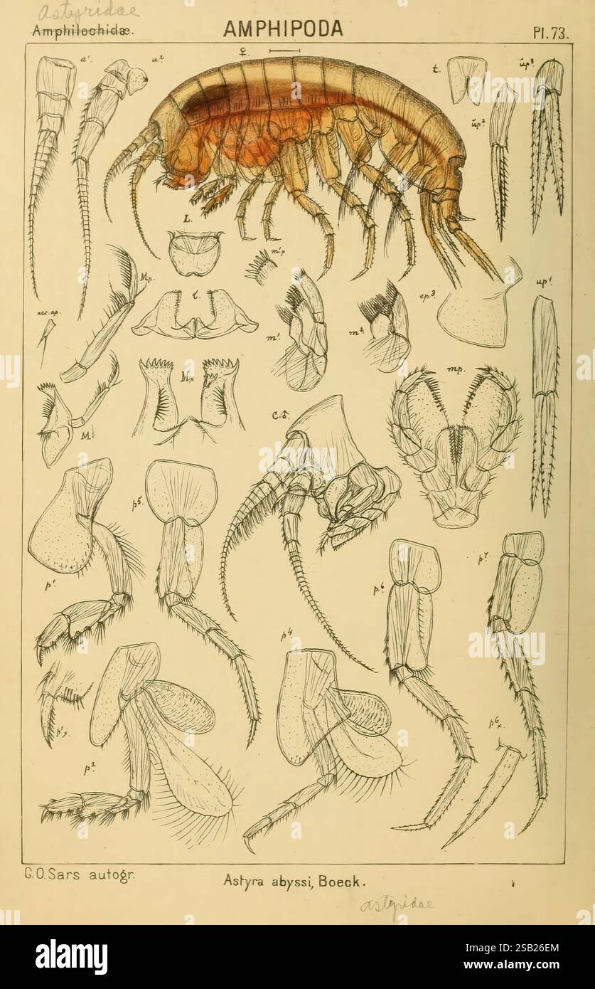 Detailed labeled diagrams of different body parts hi-res stock ...