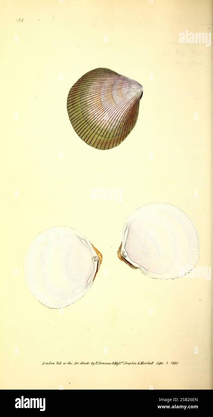 Two identical white shells hi-res stock photography and images - Alamy