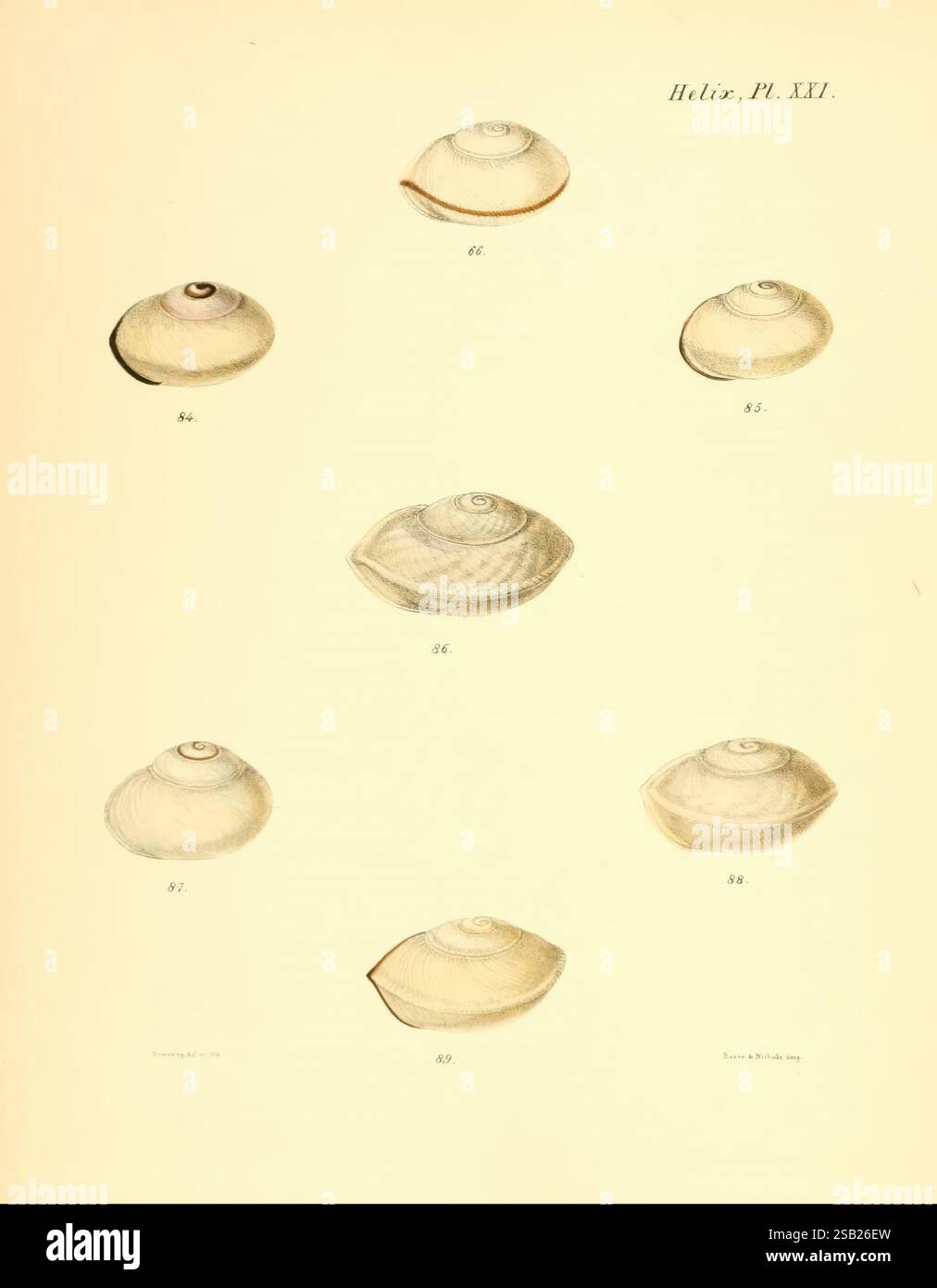 Soft color palette emphasizes hi-res stock photography and images - Alamy