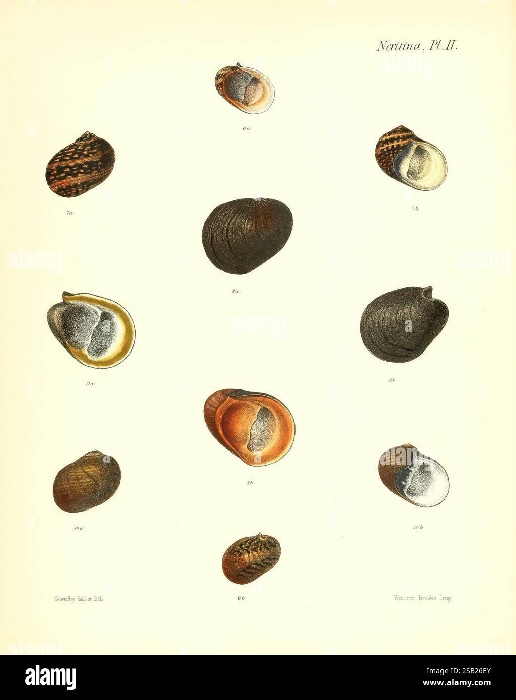 Conchologia iconica, or Illustrations of the shells of molluscous ...