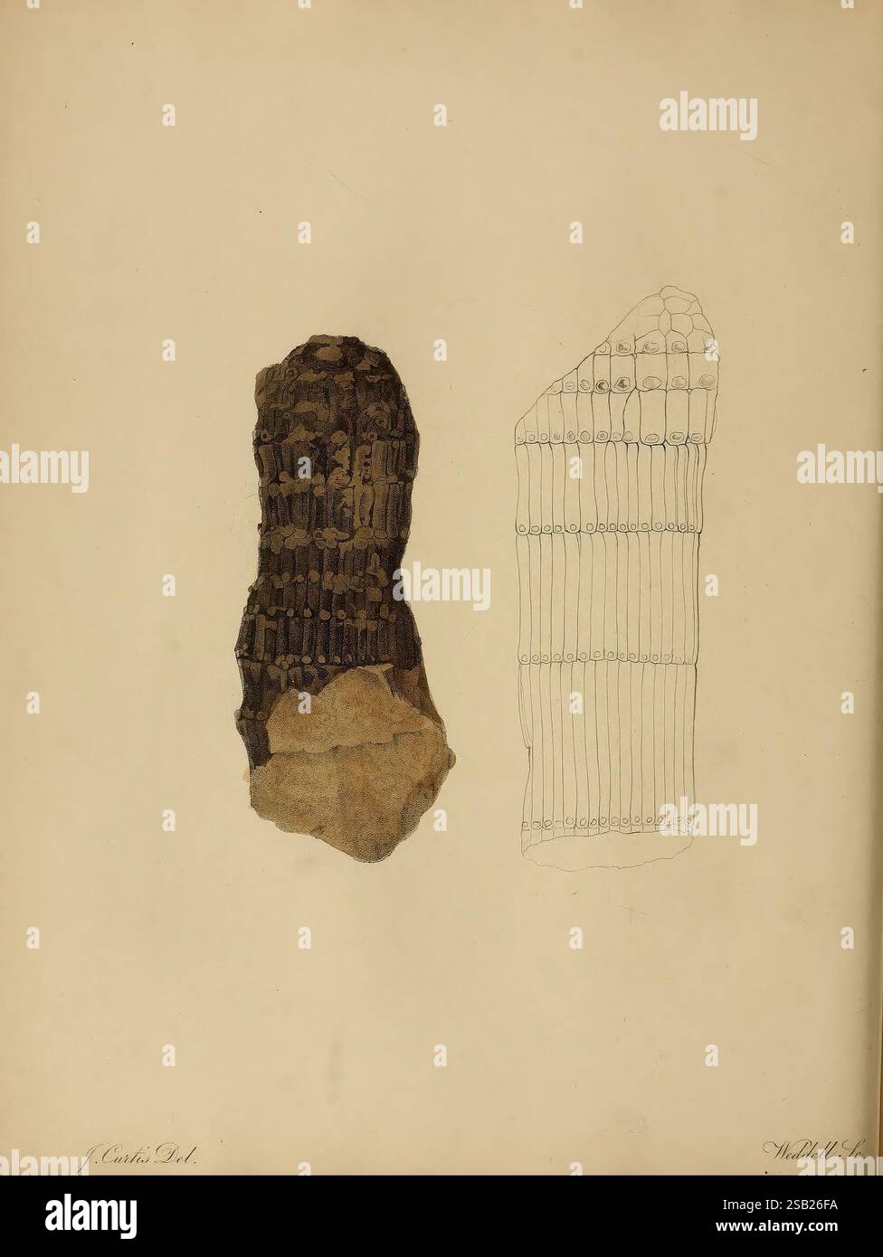 A pictorial atlas of fossil remains, 1850, paleontology, pictorial ...