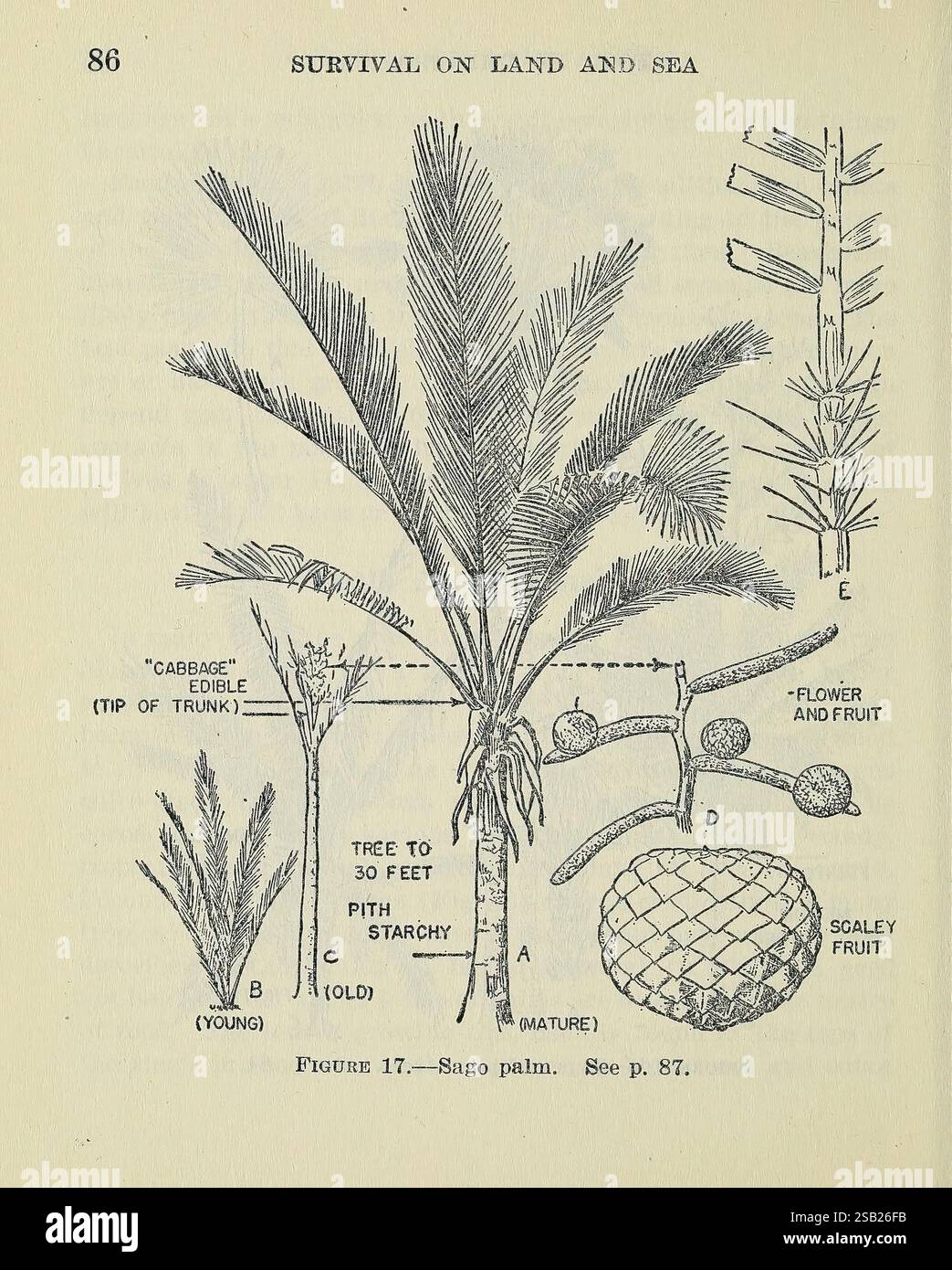 Survival on land and sea, Washington, Publications Branch, Office of ...