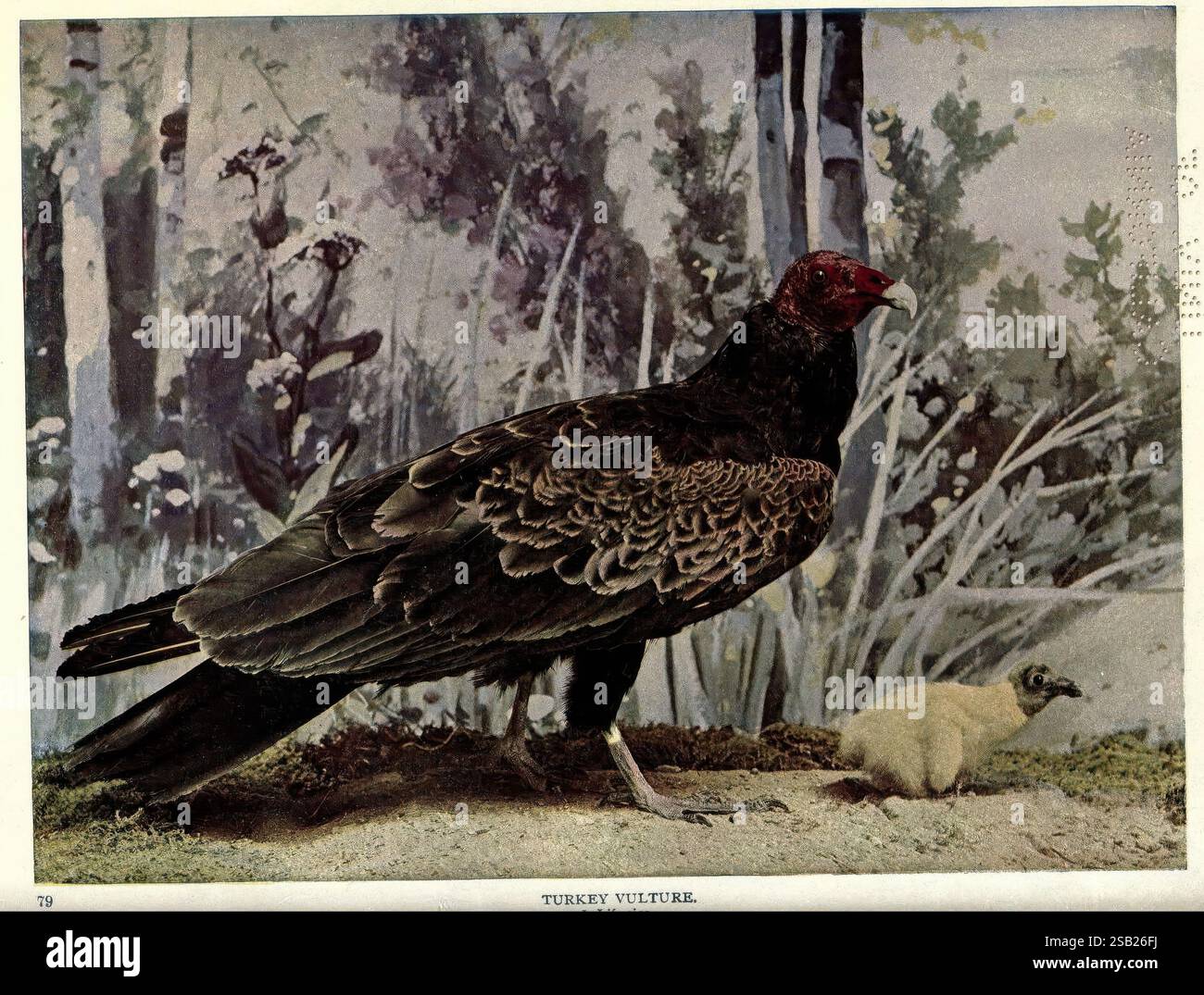 Ecological interactions present hi-res stock photography and images - Alamy