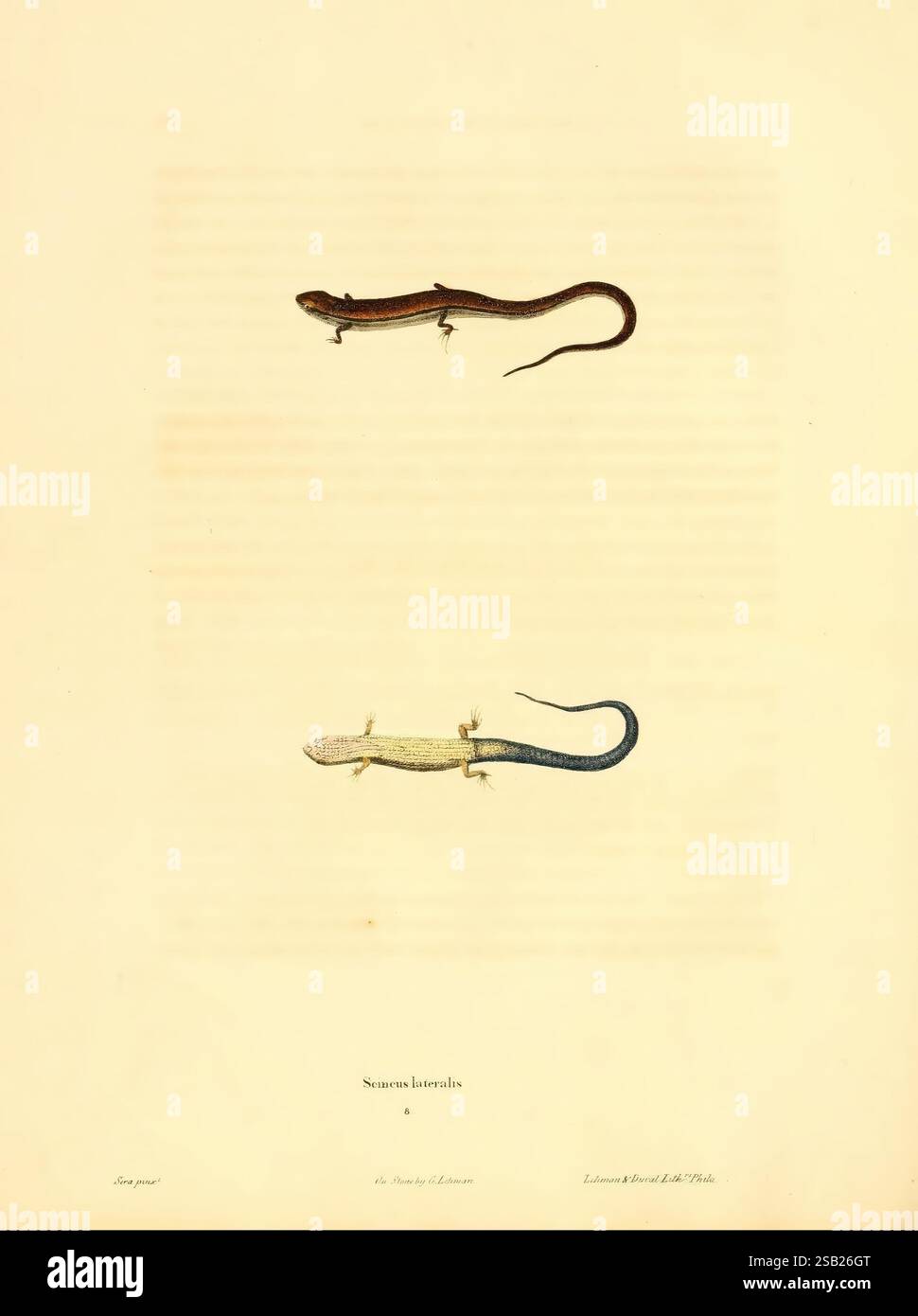 Silvery body contrasts hi-res stock photography and images - Alamy