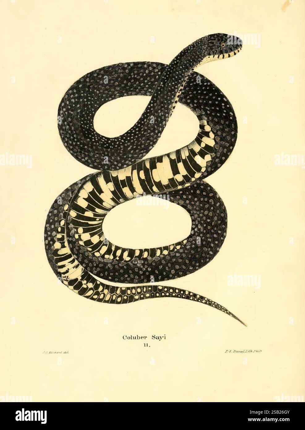 Snakes agile movement hi-res stock photography and images - Alamy