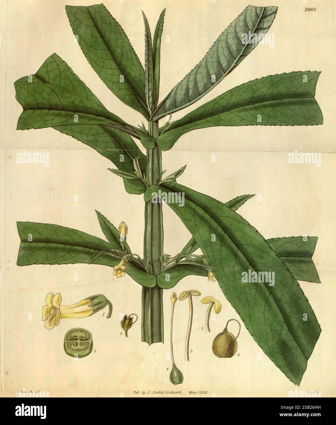 The illustration features a detailed botanical study of a plant ...
