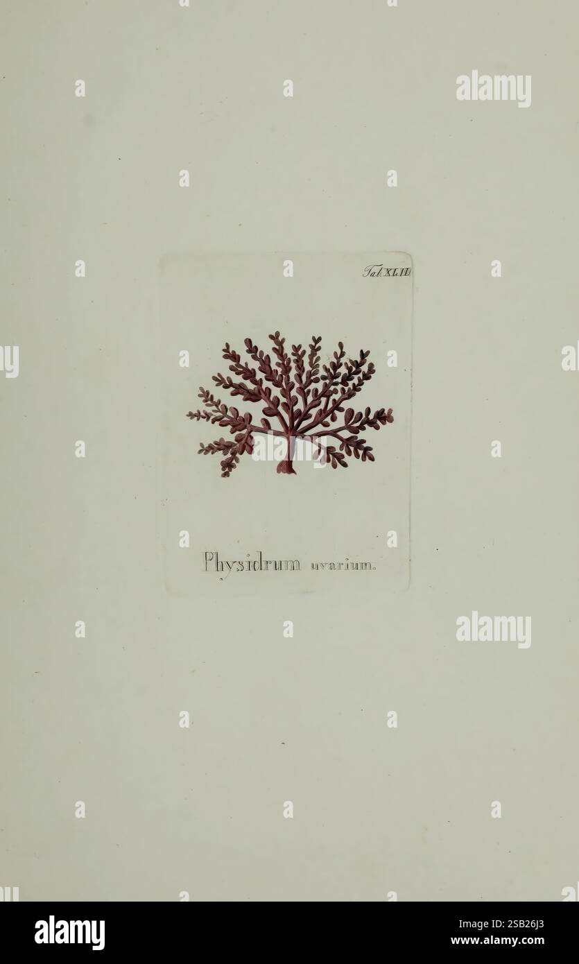 Hydrophytologiae, Regni Neapolitani, icones, Neapoli, Ex Typographia ...