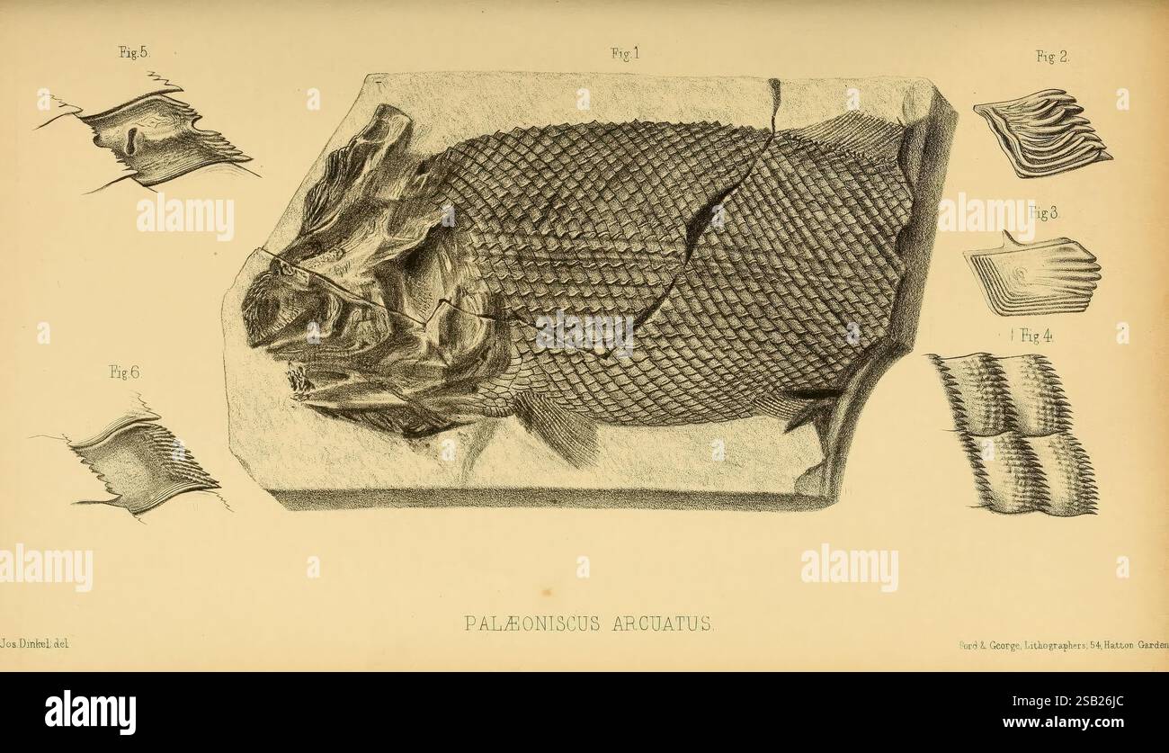 The Quarterly Journal of the Geological Society of London, v. 6 (1850 ...