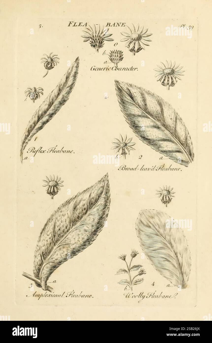 Leaves exhibit different shapes hi-res stock photography and images - Alamy