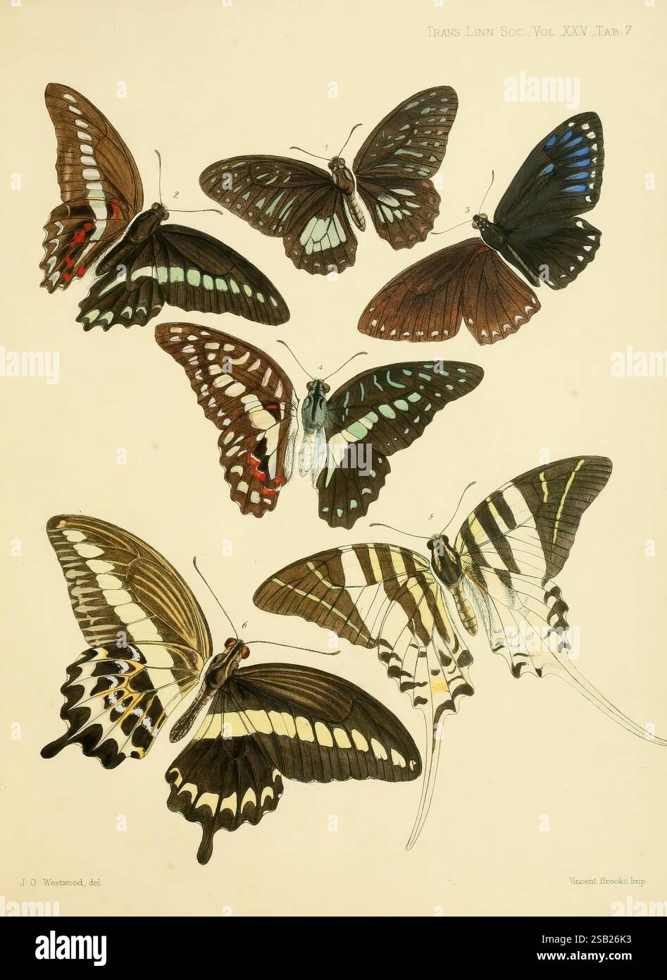 On the phenomena of variation and geographical distribution as illustrated by the Papilionidae ...