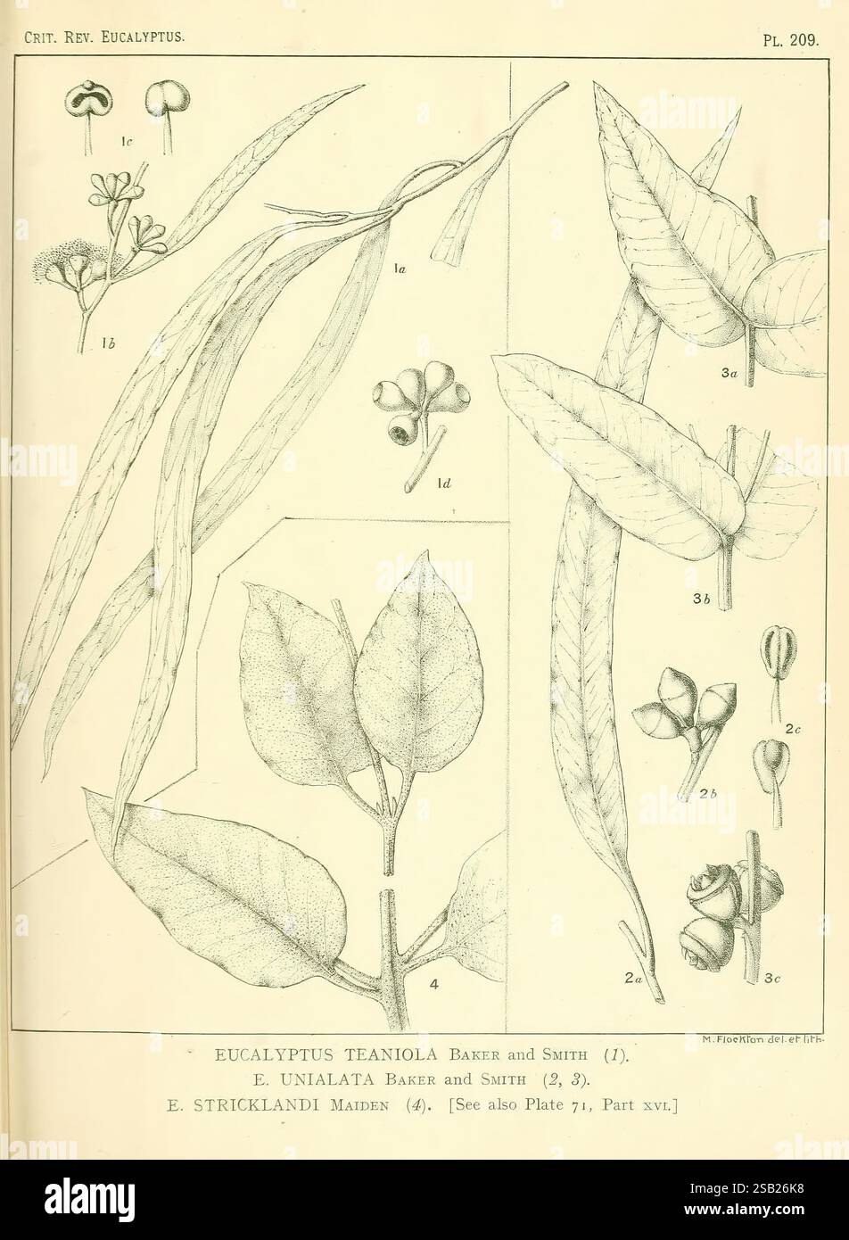 Flower diagrams depict hi-res stock photography and images - Alamy