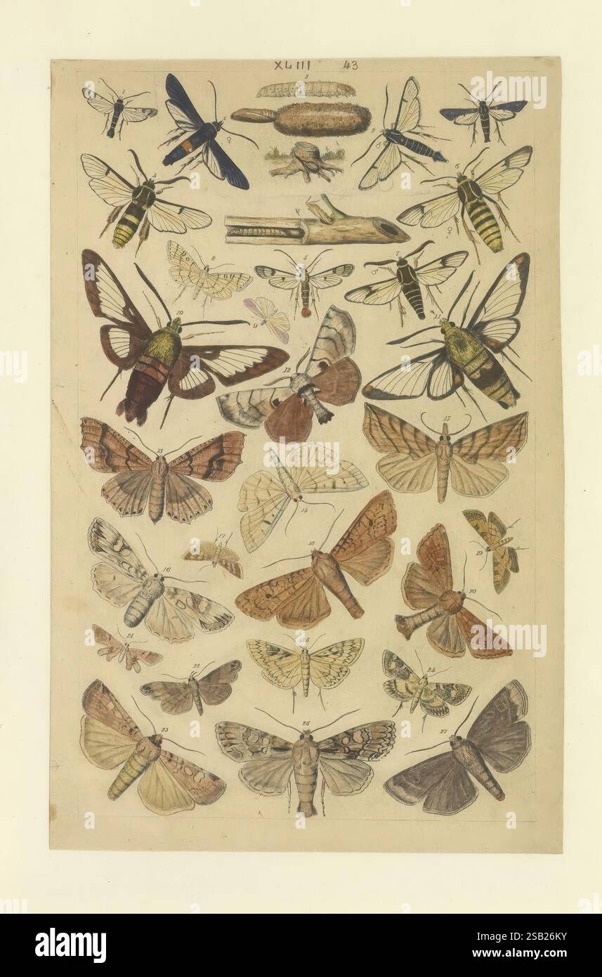 Lepidoptera, manuscript, [between 1873-1883?], lepidoptera, life cycles ...