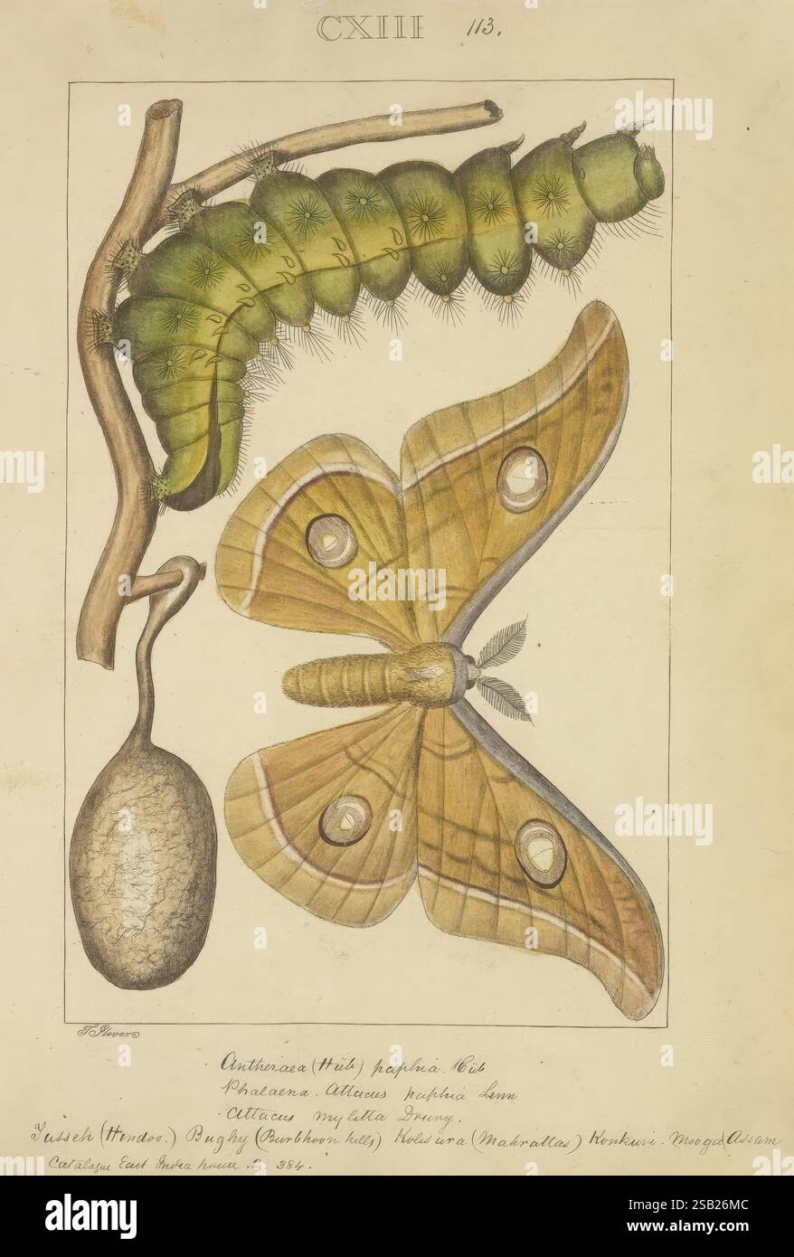 Lepidoptera, manuscript, between 1873-1883?, lepidoptera, life cycles ...
