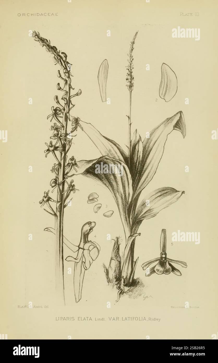 Orchidaceae Boston Houghton Mifflin 1905-22 Monocotyledoneae ...