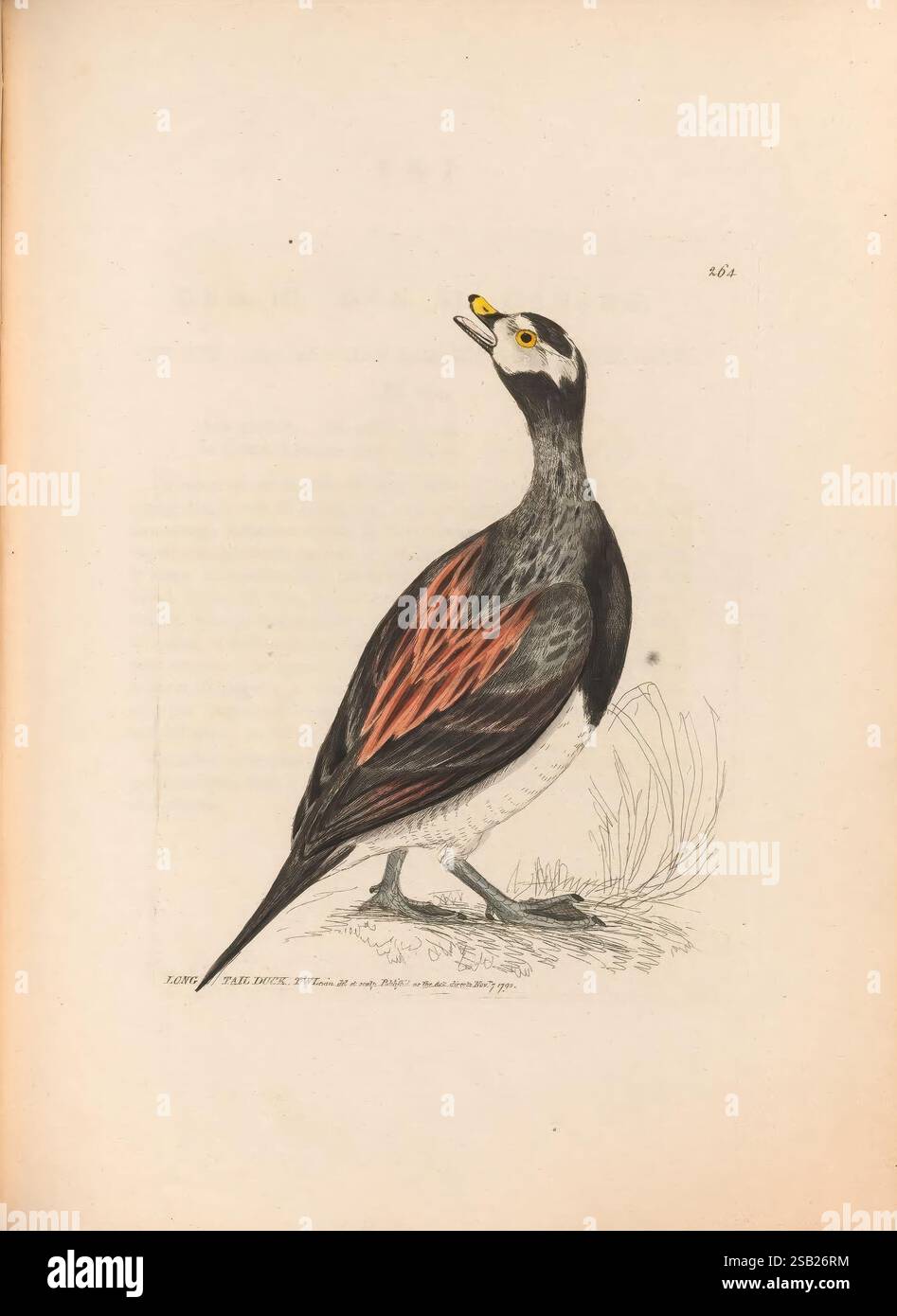 Cupped beak hi-res stock photography and images - Alamy