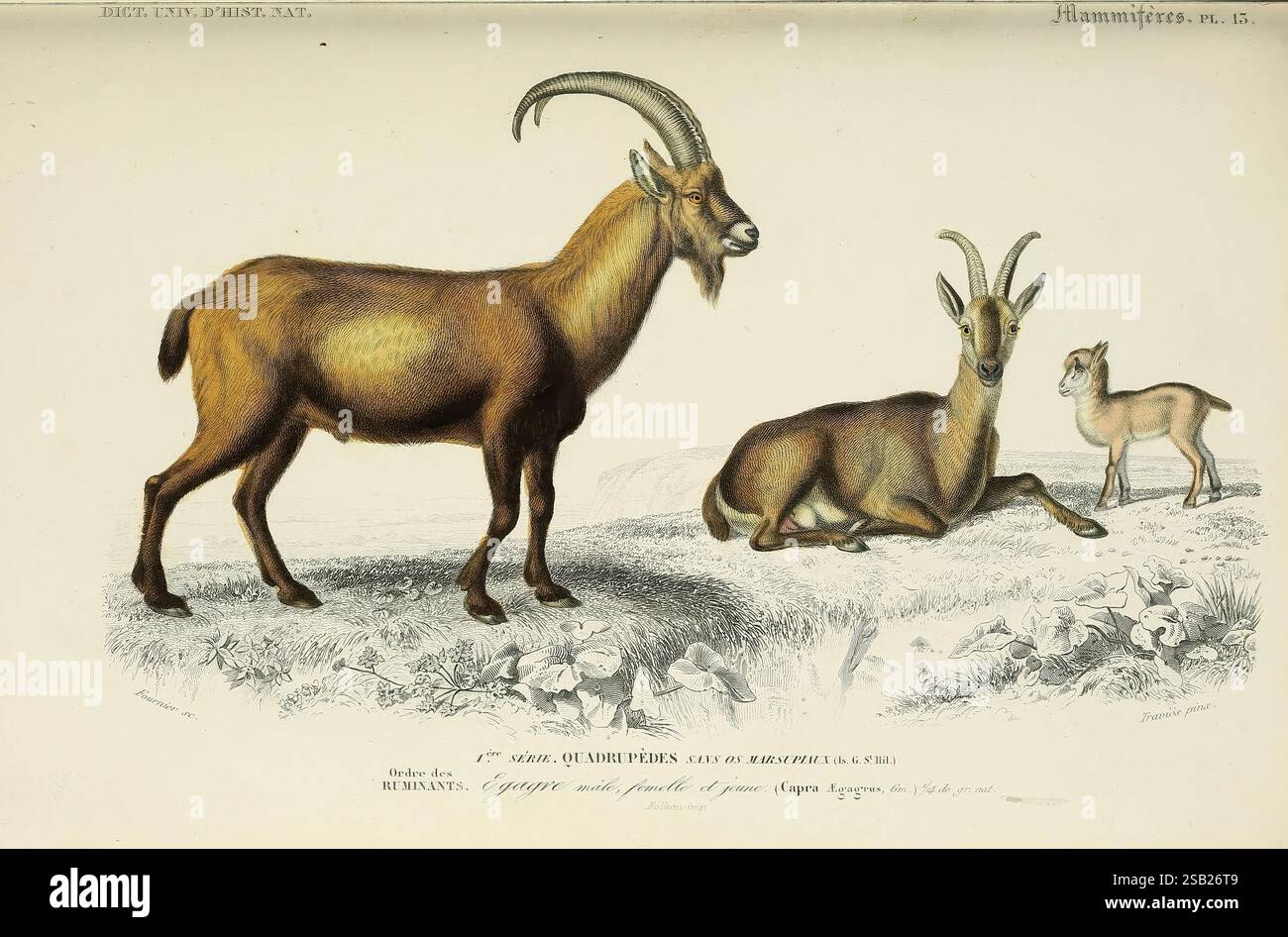 Muscular goat hi-res stock photography and images - Alamy