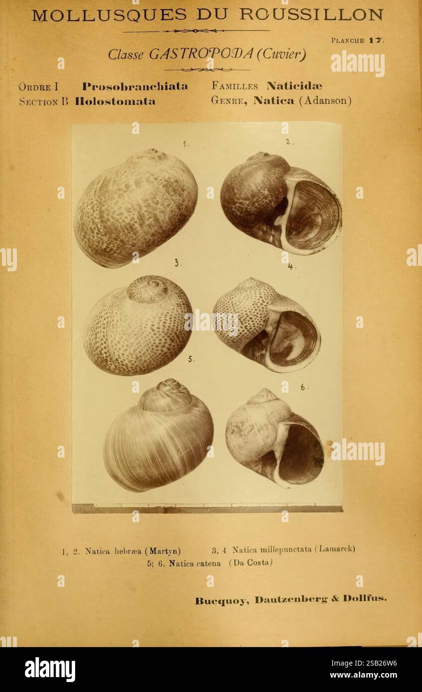 Natica hebraea hi-res stock photography and images - Alamy