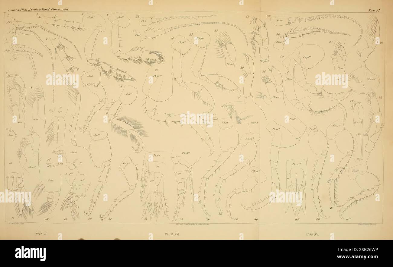Understanding crustacean morphology hi-res stock photography and images ...