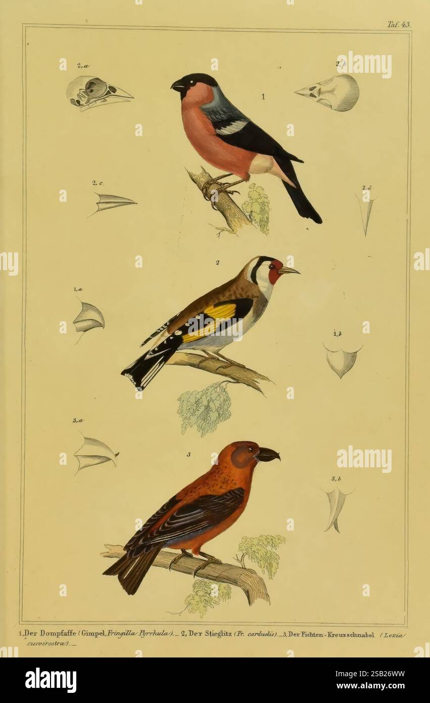 Illustration features three distinct bird species hi-res stock ...