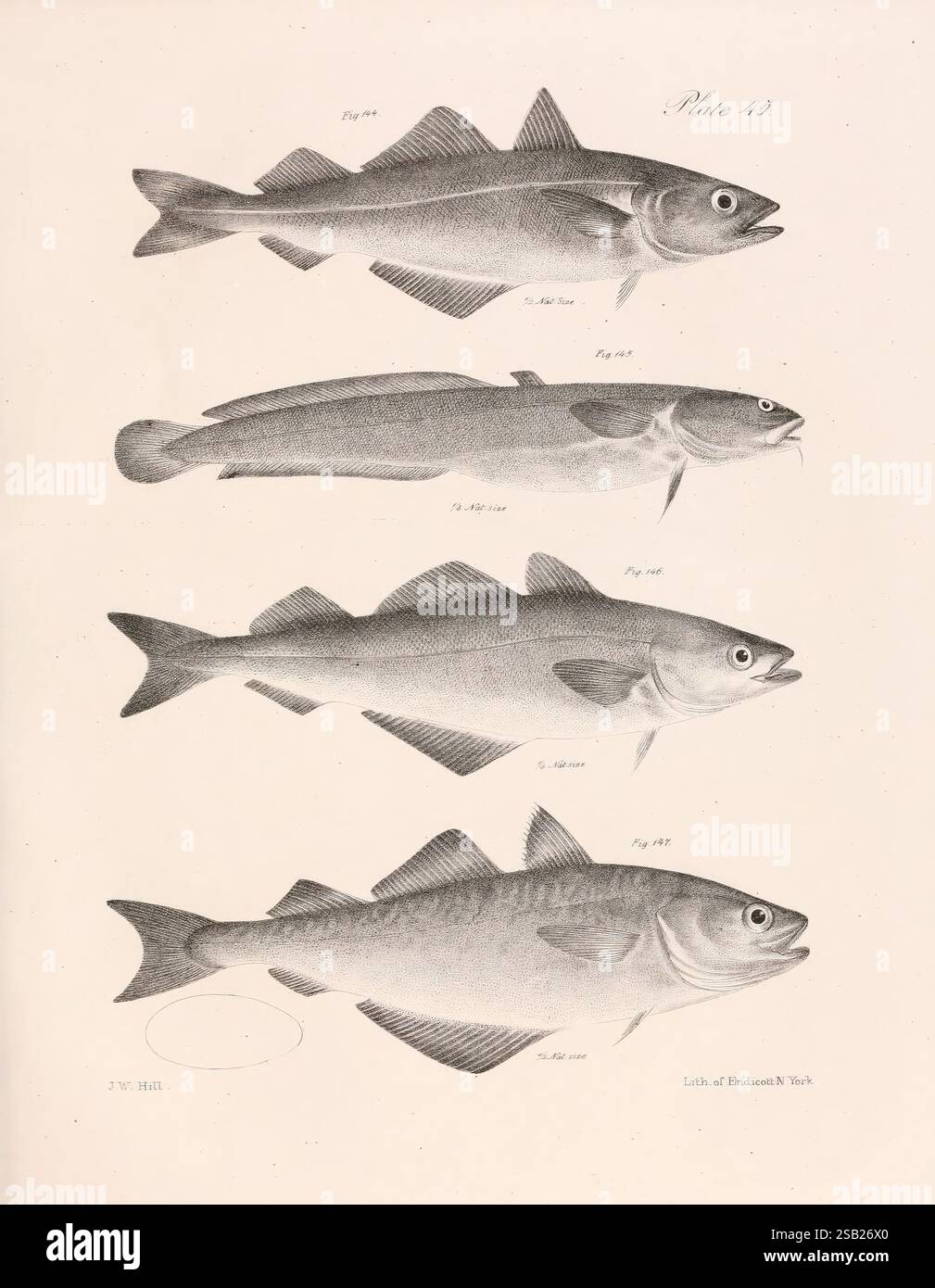 Zoology of New York, Albany, W. & A. White & J. Visscher, 1842-44 ...