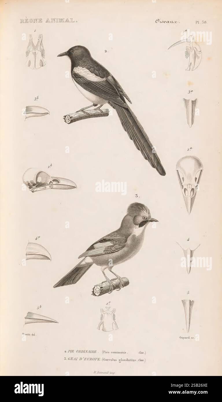 Rounder bird hi-res stock photography and images - Alamy