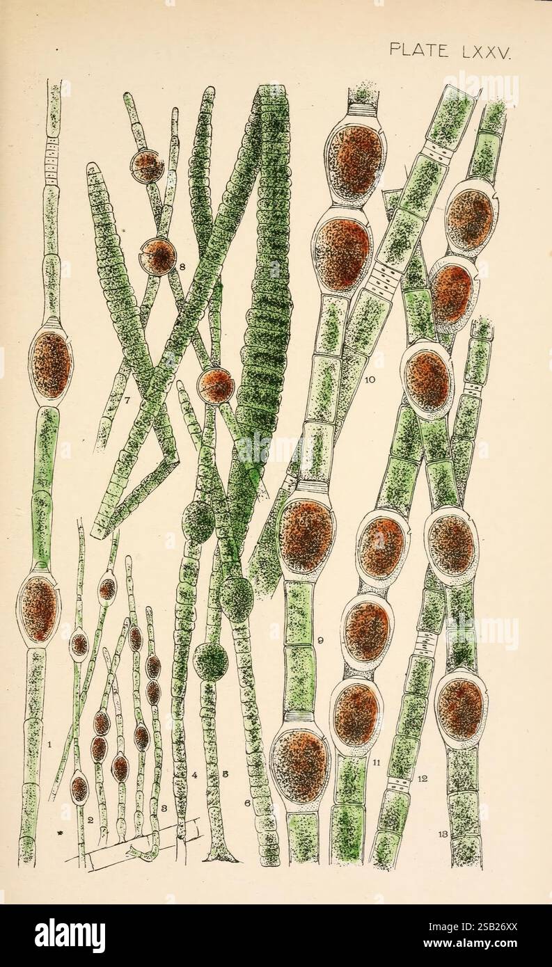 Elongated green filaments hi-res stock photography and images - Alamy