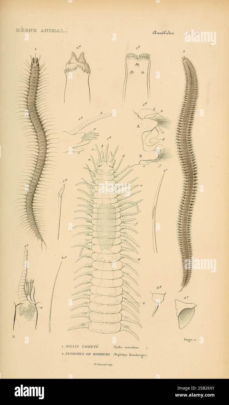 Labeled segment showcases different morphological features hi-res stock ...