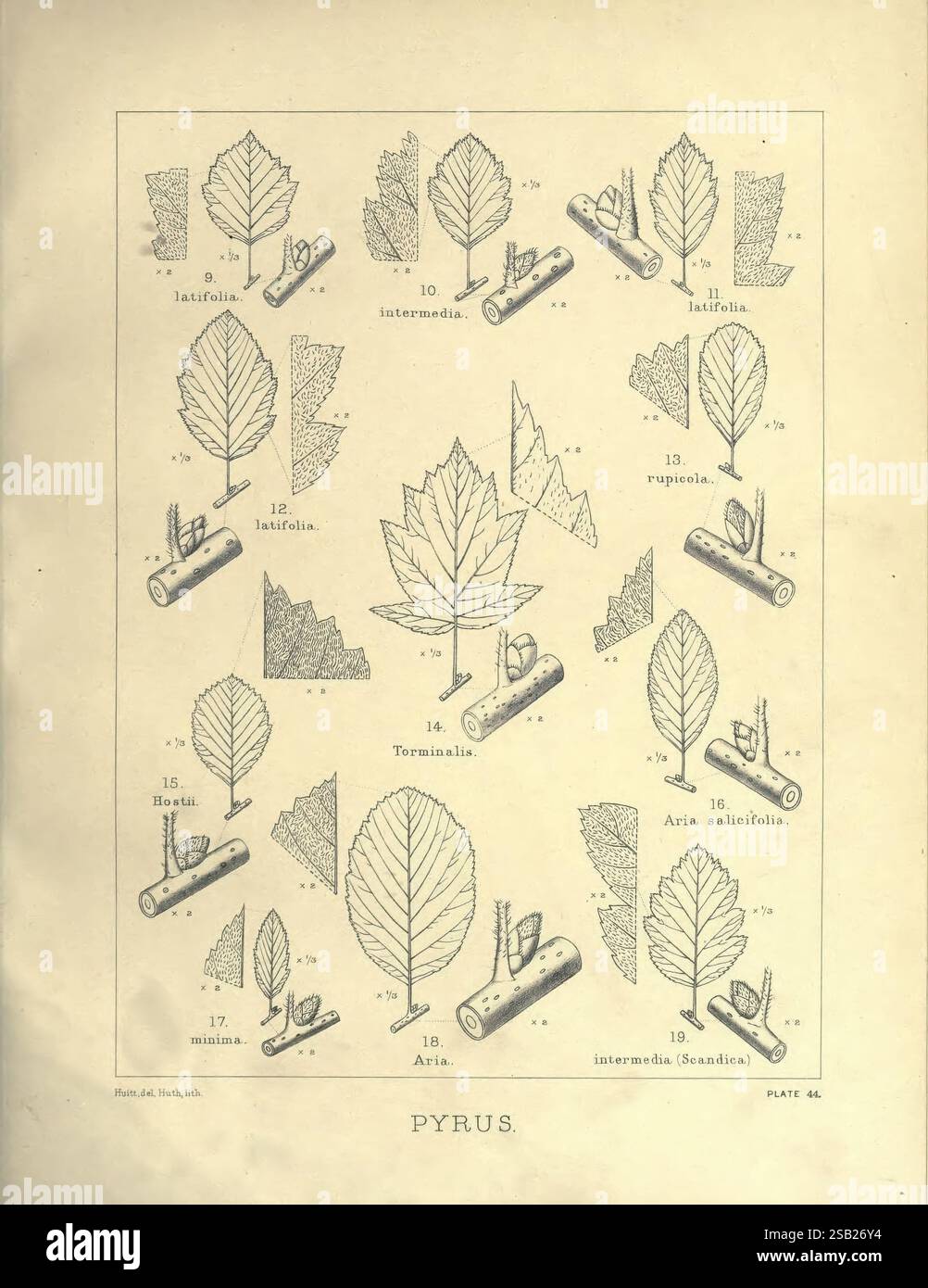 Detailed representations of leaf shapes hi-res stock photography and ...