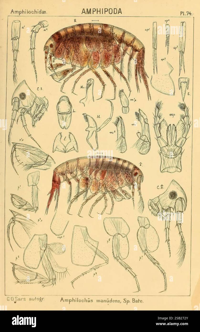 Prominent amphipod hi-res stock photography and images - Alamy