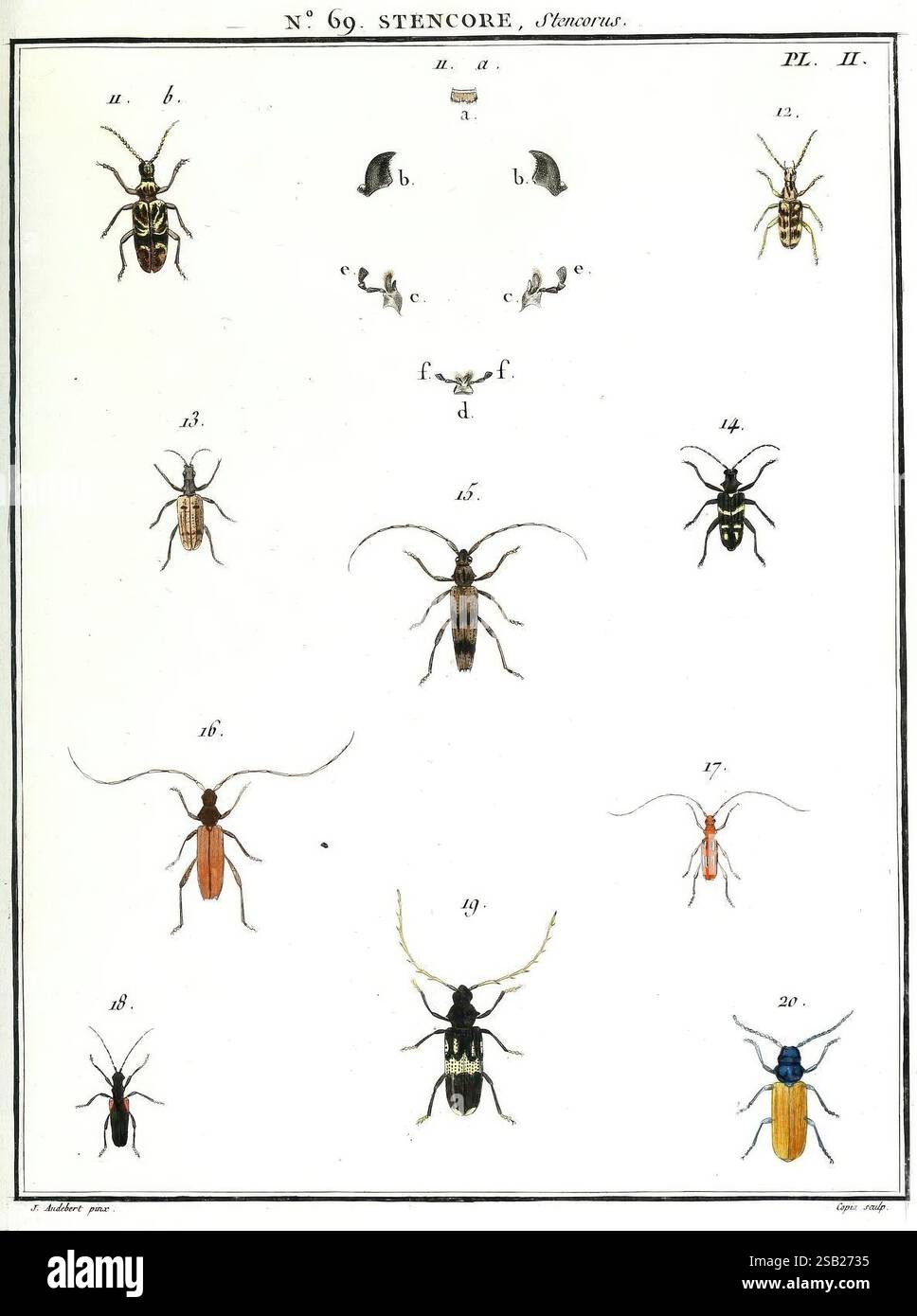 Specimen showcases unique morphological characteristics hi-res stock ...