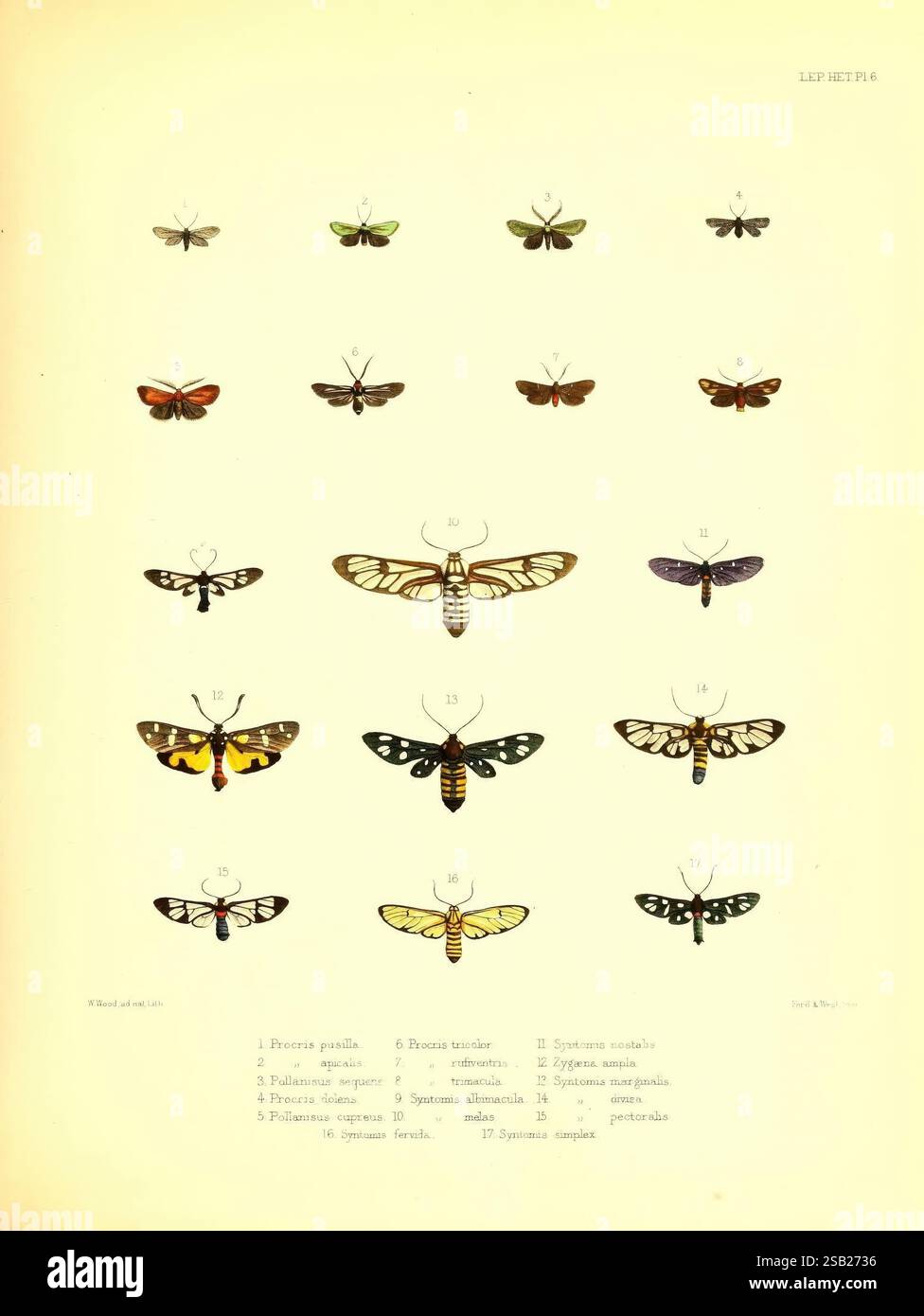 Illustrations, of, typical, specimens, of, Lepidoptera, Heterocera, in ...